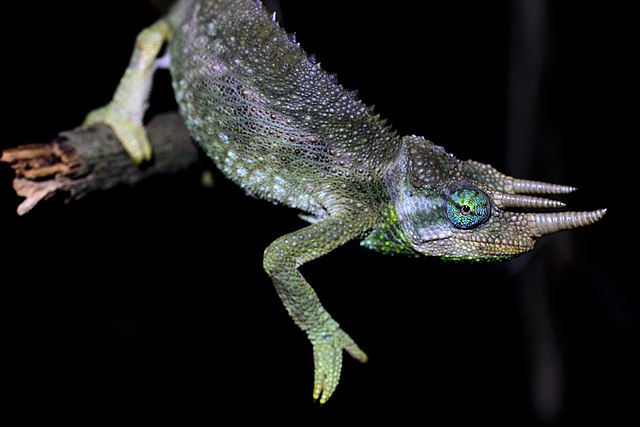 Lizard Blizzard