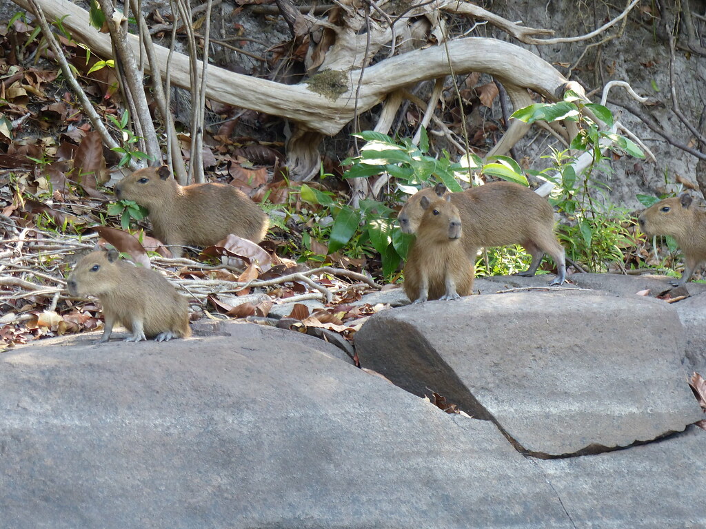 Jittle Music - For You